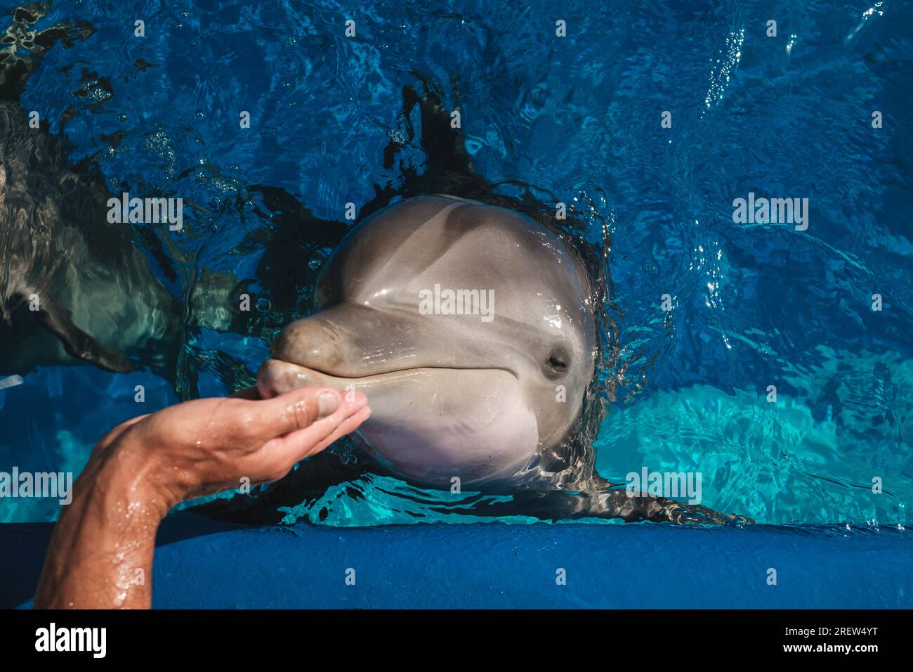 Touch the dolphin hi-res stock photography and images - Alamy