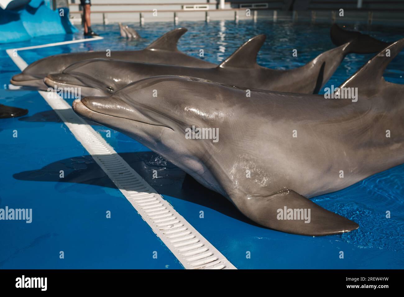 Large grey dolphins lying on poolside and enjoying sunny day together ...