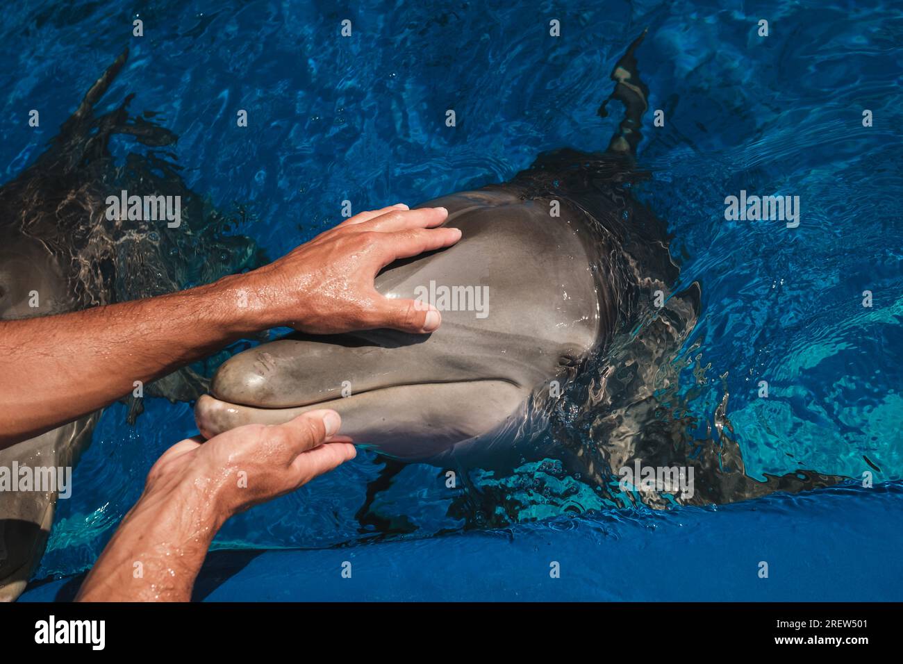 Body part of anonymous male trainer caressing muzzle of cute dolphin ...