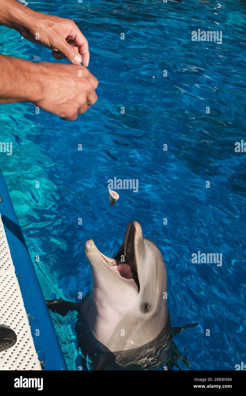 Dolphin trainer swimming together in hi-res stock photography and ...