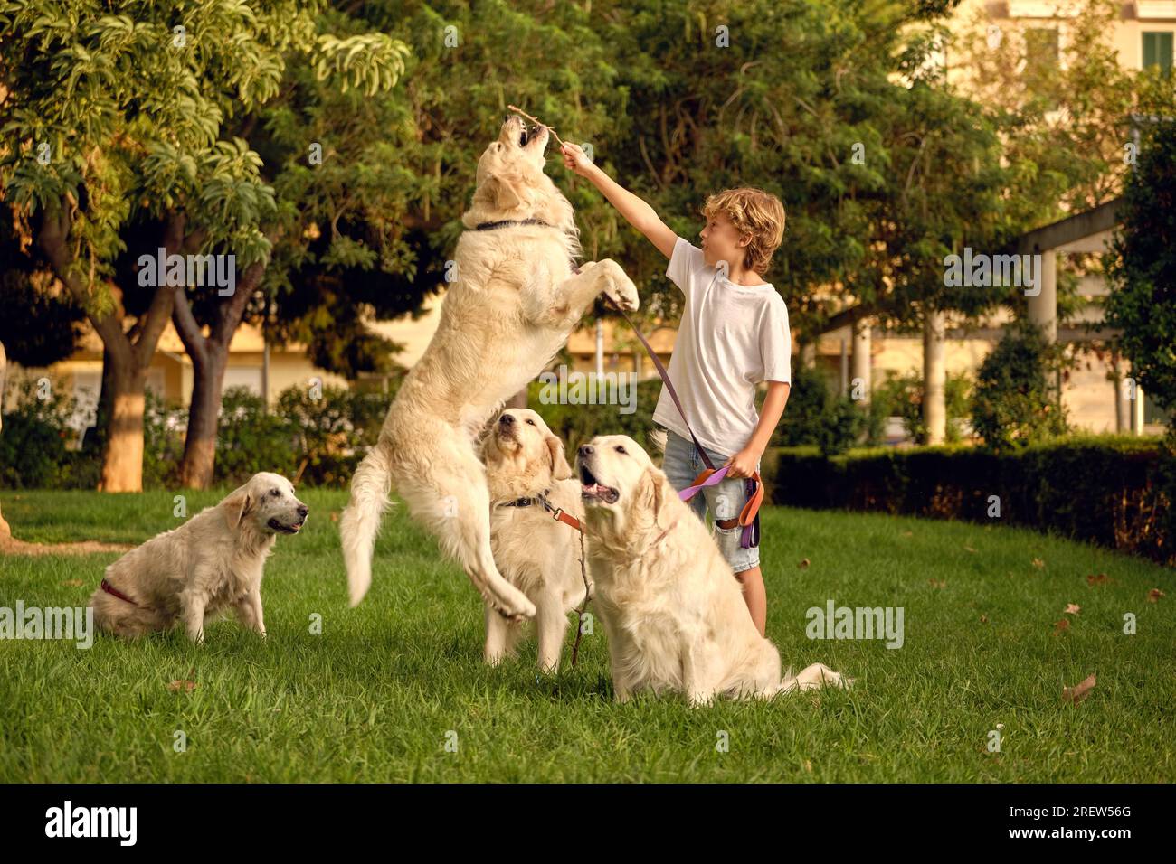 Preteen boy playing with pack of Golden Retriever dogs with stick on ...