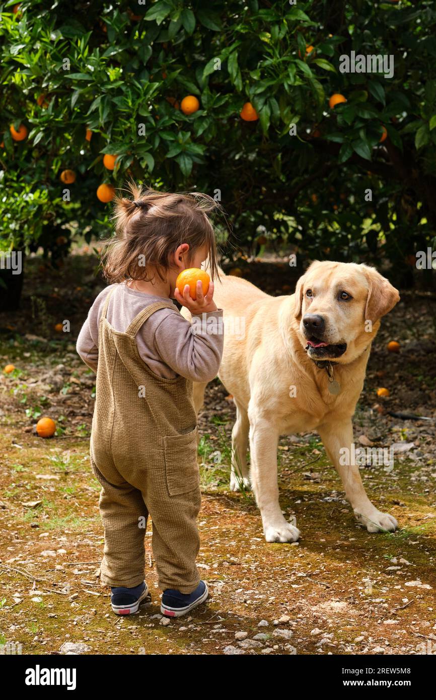 Back view of anonymous little child with fresh orange against cute ...