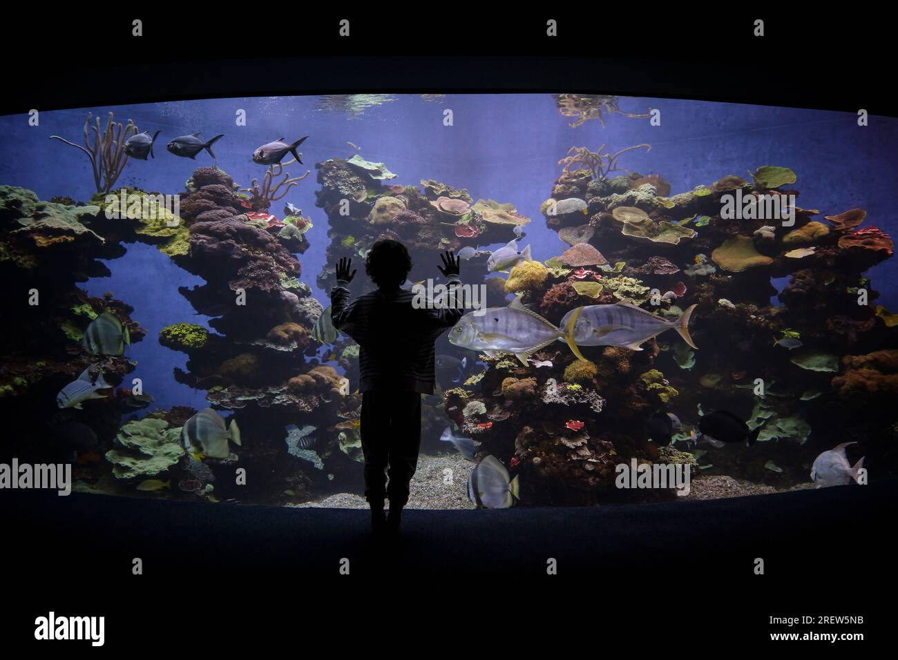 Back view of anonymous boy touching aquarium glass and admiring ...