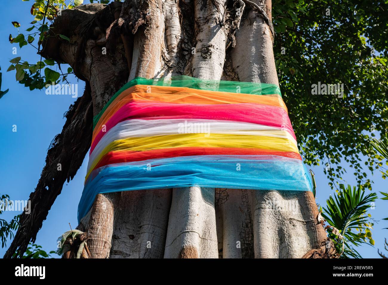 A big tree in Bangkok, Thailand was wrapped by seven colors fabric to ...