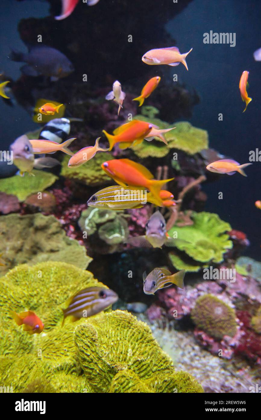Through glass view of school of tropical fish swimming in transparent ...