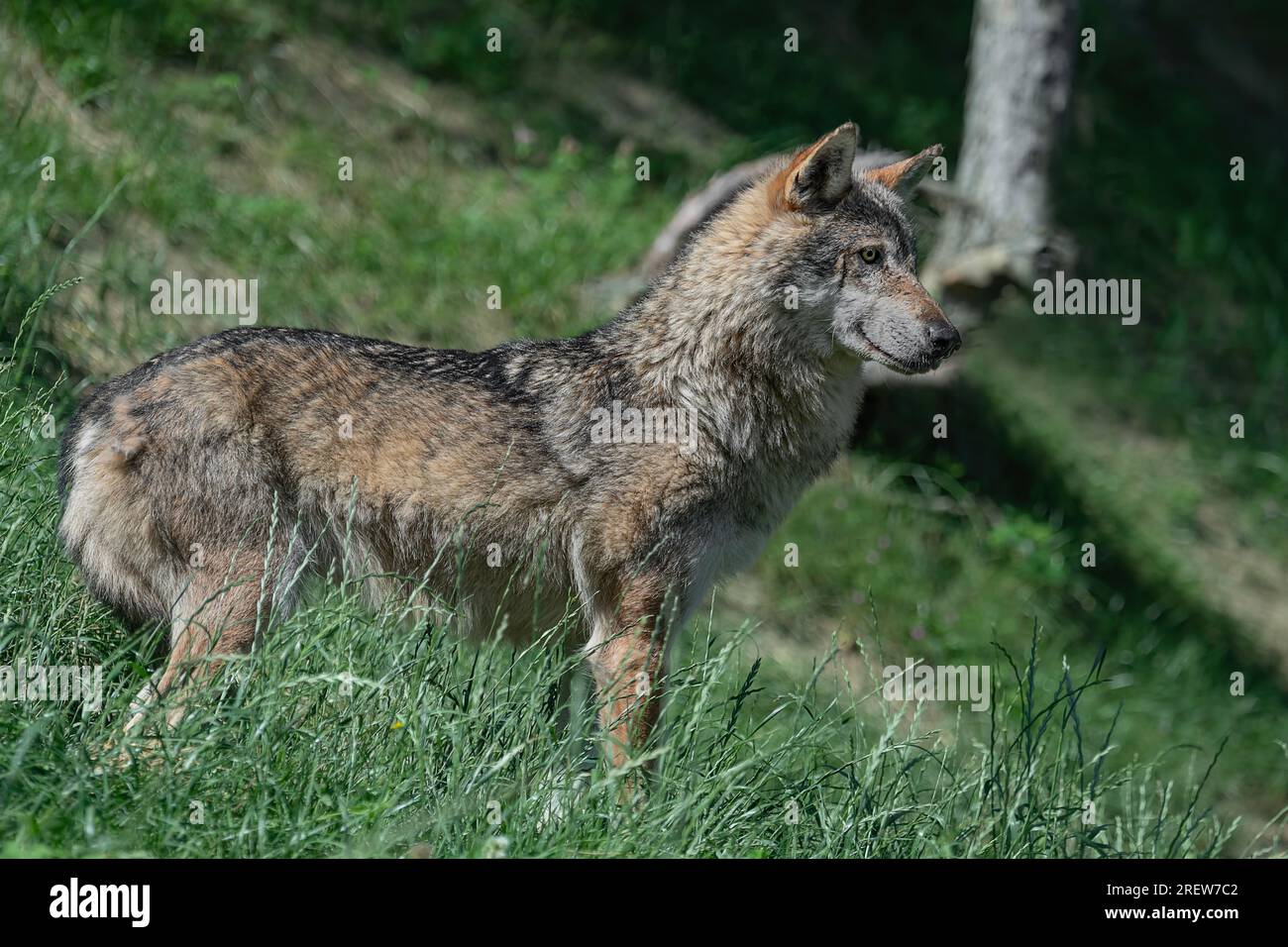 A legendary predator of the Alps, the Italian wolf (Canis lupus ...