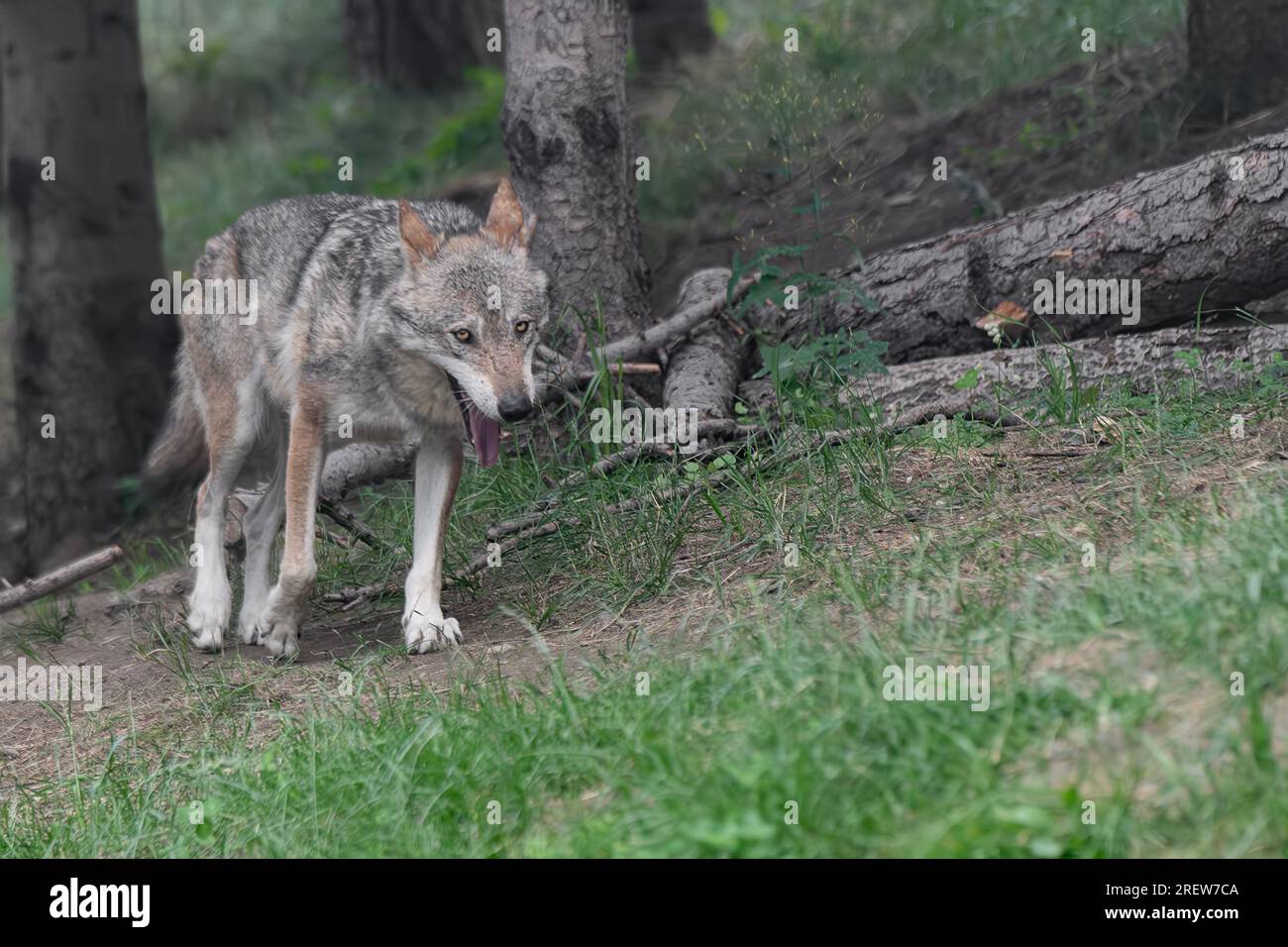 The Italian wolf in the wild forest (Canis lupus italicus Stock Photo ...
