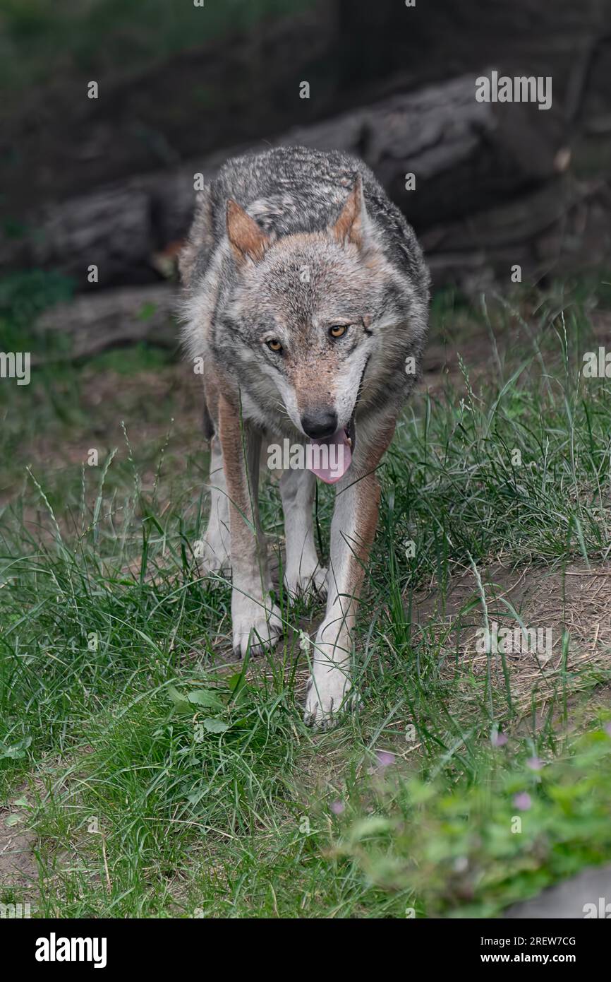 Wild Alps, the Italian wolf (Canis lupus italicus Stock Photo - Alamy