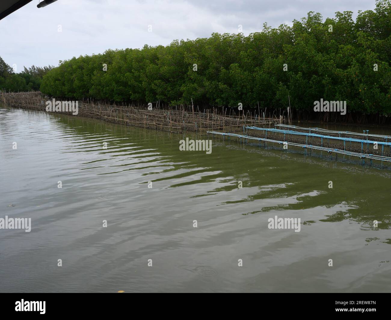 Oyster Shellfish farm in sea with mangrove forest in background ...