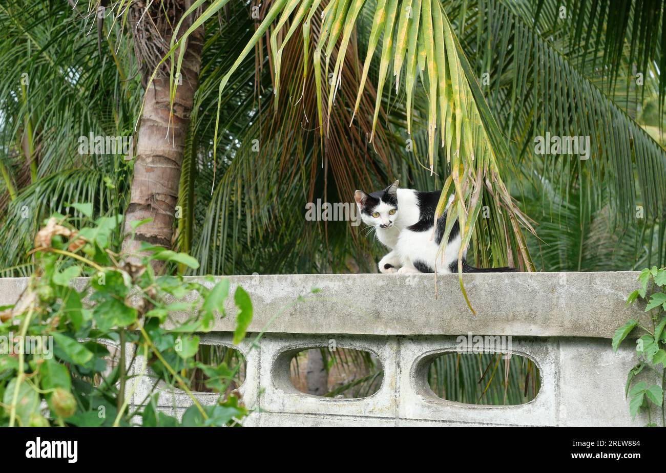 Black and whitestripes hi-res stock photography and images - Alamy