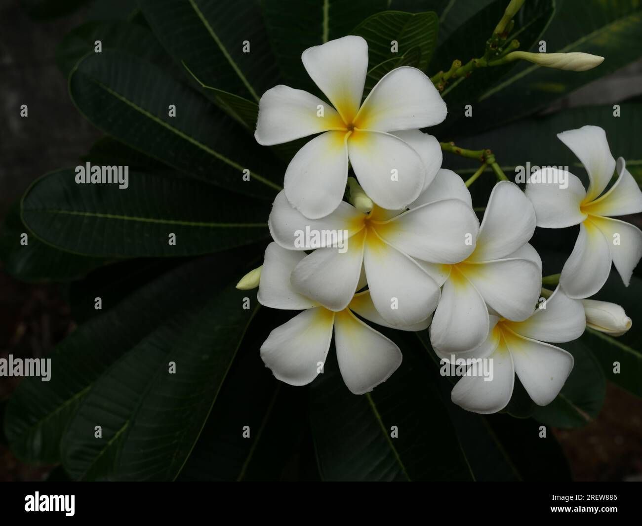 Group of Plumeria blossom on tree , White frangipani flower with leaf ...