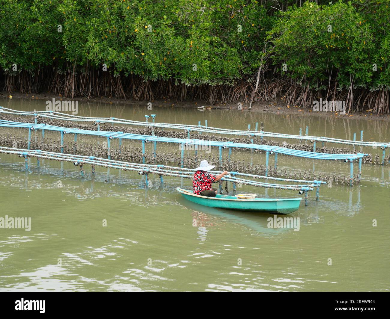 The fishermen holding Oyster shellfish hang on rope on blue plastic ...