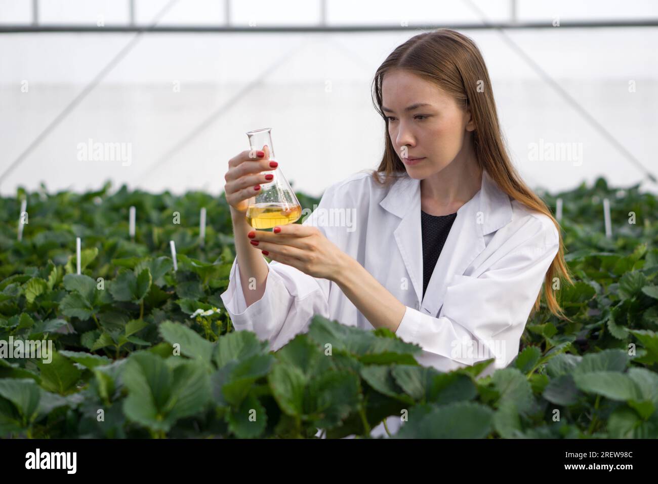 Scientific Expertise. Female researcher in white lab coat intently eyeing an erlenmeyer flask ...