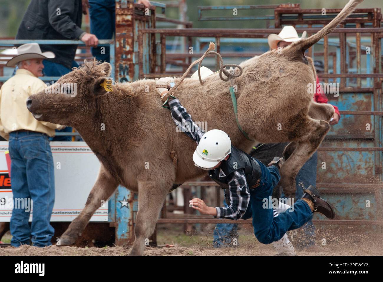 Rodeo cows hi-res stock photography and images - Alamy