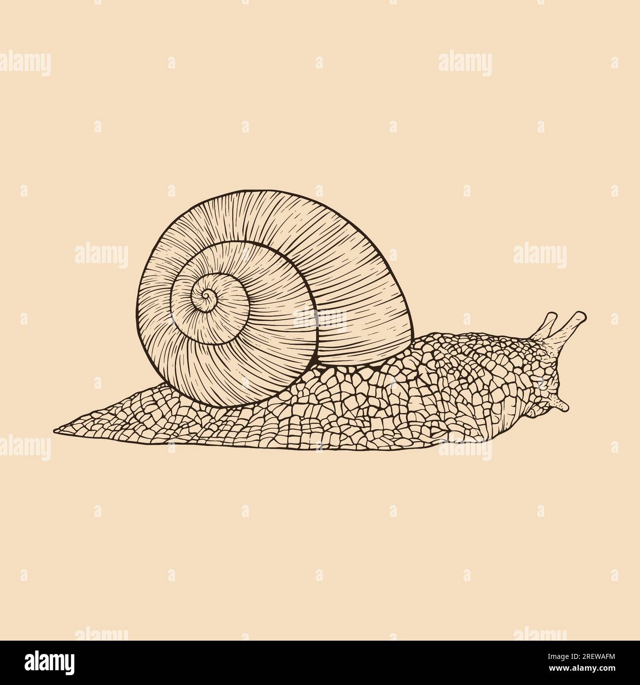 Snail hand drawn. Vintage line engraving style. Vector illustration ...