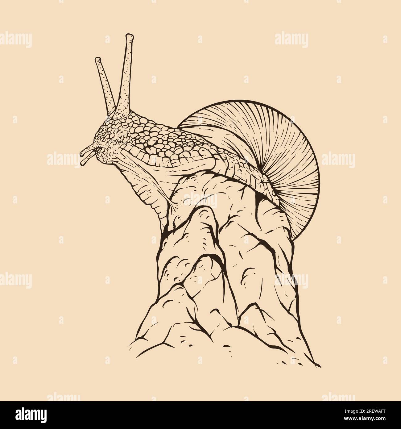 Snail on rock hand drawn. Vintage line engraving style. Vector ...