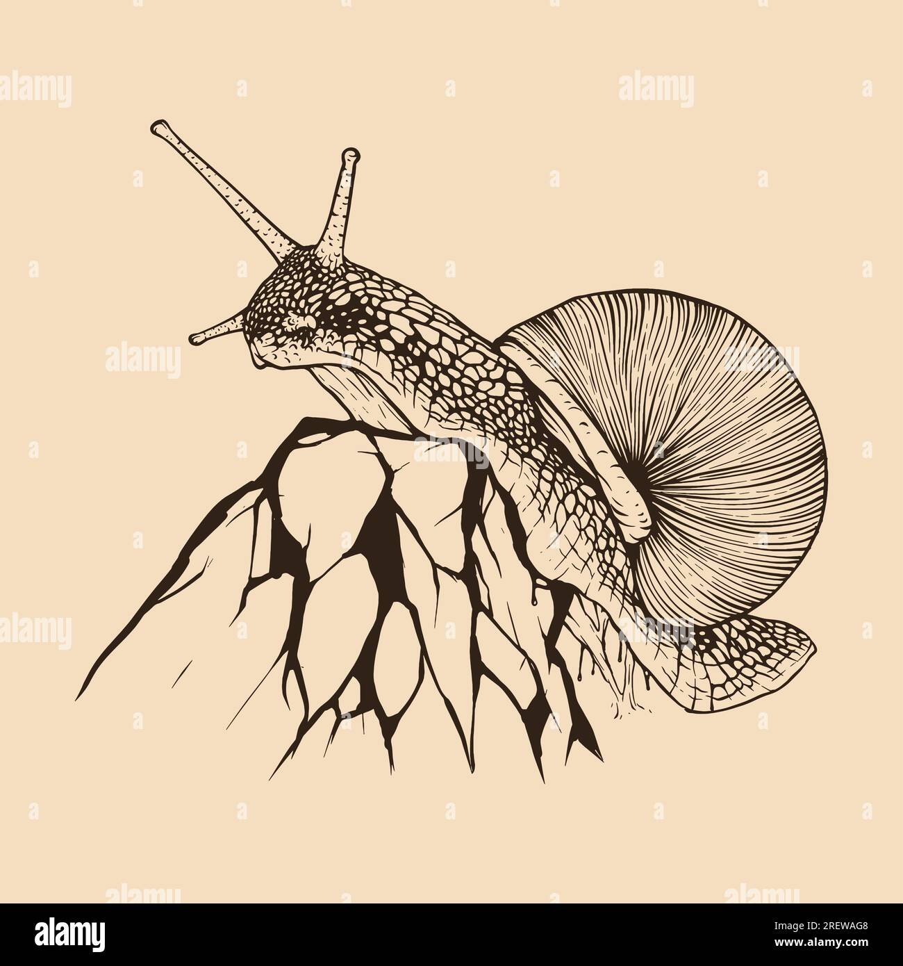 Snail on rock hand drawn. Vintage line engraving style. Vector ...