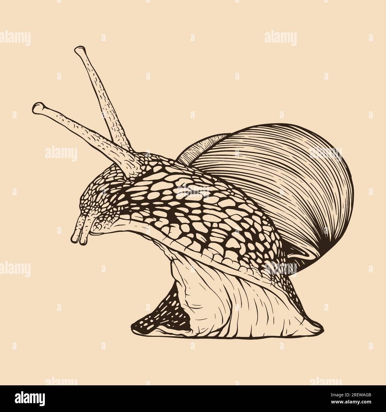 Snail hand drawn. Vintage line engraving style. Vector illustration ...