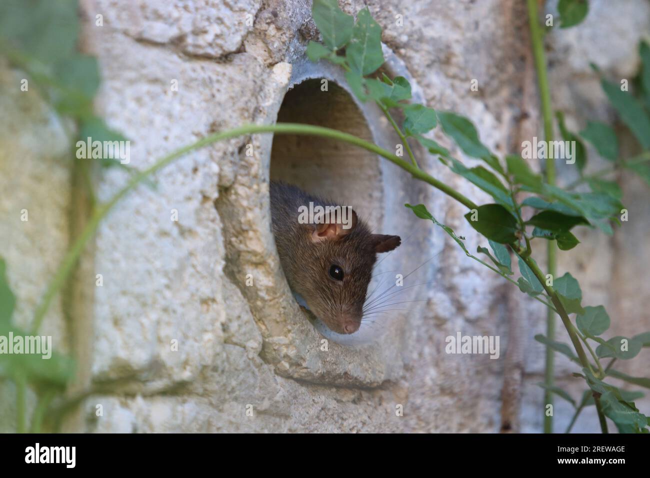 field mouse peeping through the hole in the wall Stock Photo - Alamy