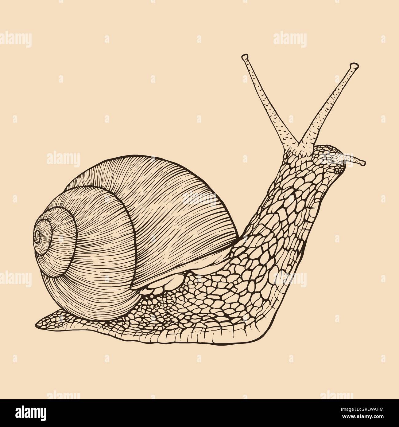 Snail hand drawn. Vintage line engraving style. Vector illustration ...