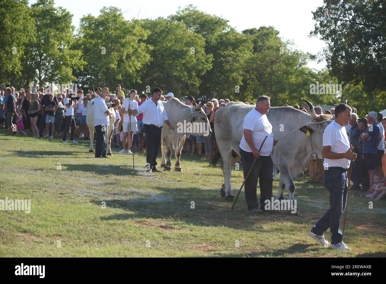 Kanfanar, Croatia. 29th July, 2023. The 33rd show of Istrian boskarin ...