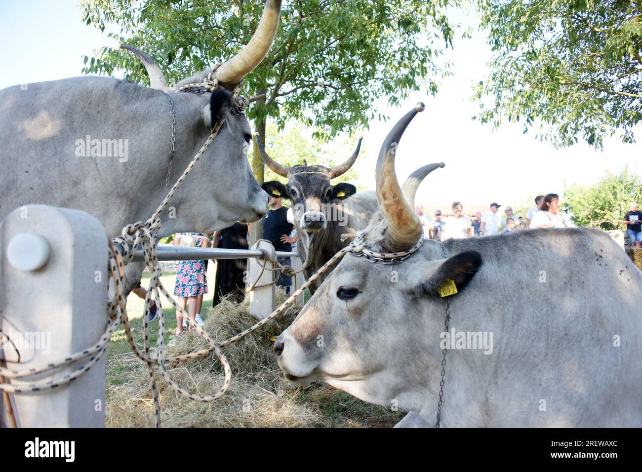 Kanfanar, Croatia. 29th July, 2023. The 33rd show of Istrian boskarin ...