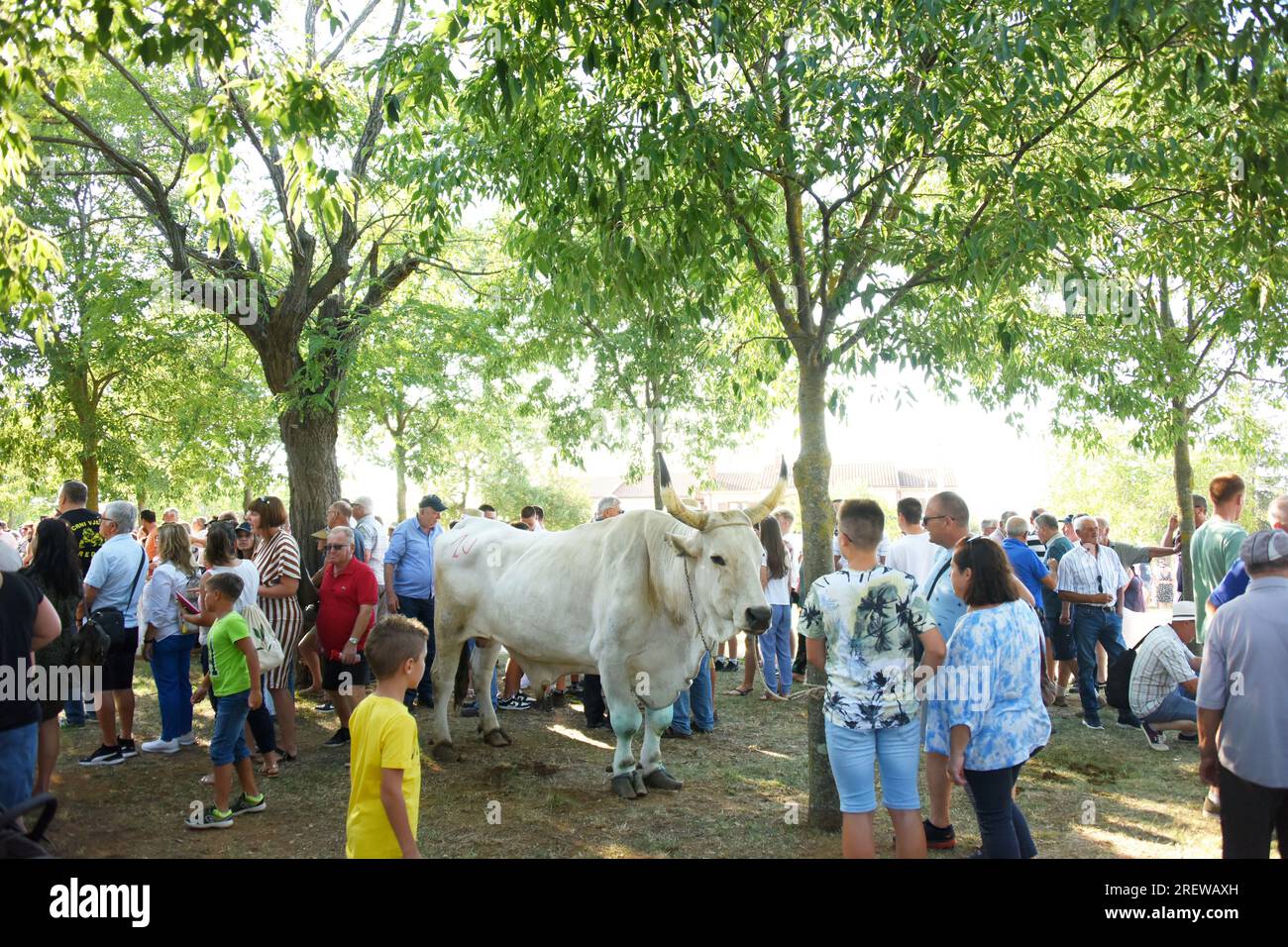 Kanfanar, Croatia. 29th July, 2023. The 33rd show of Istrian boskarin ...