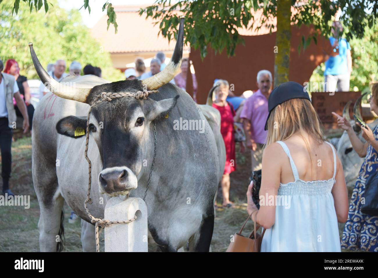 Kanfanar, Croatia. 29th July, 2023. The 33rd show of Istrian boskarin ...