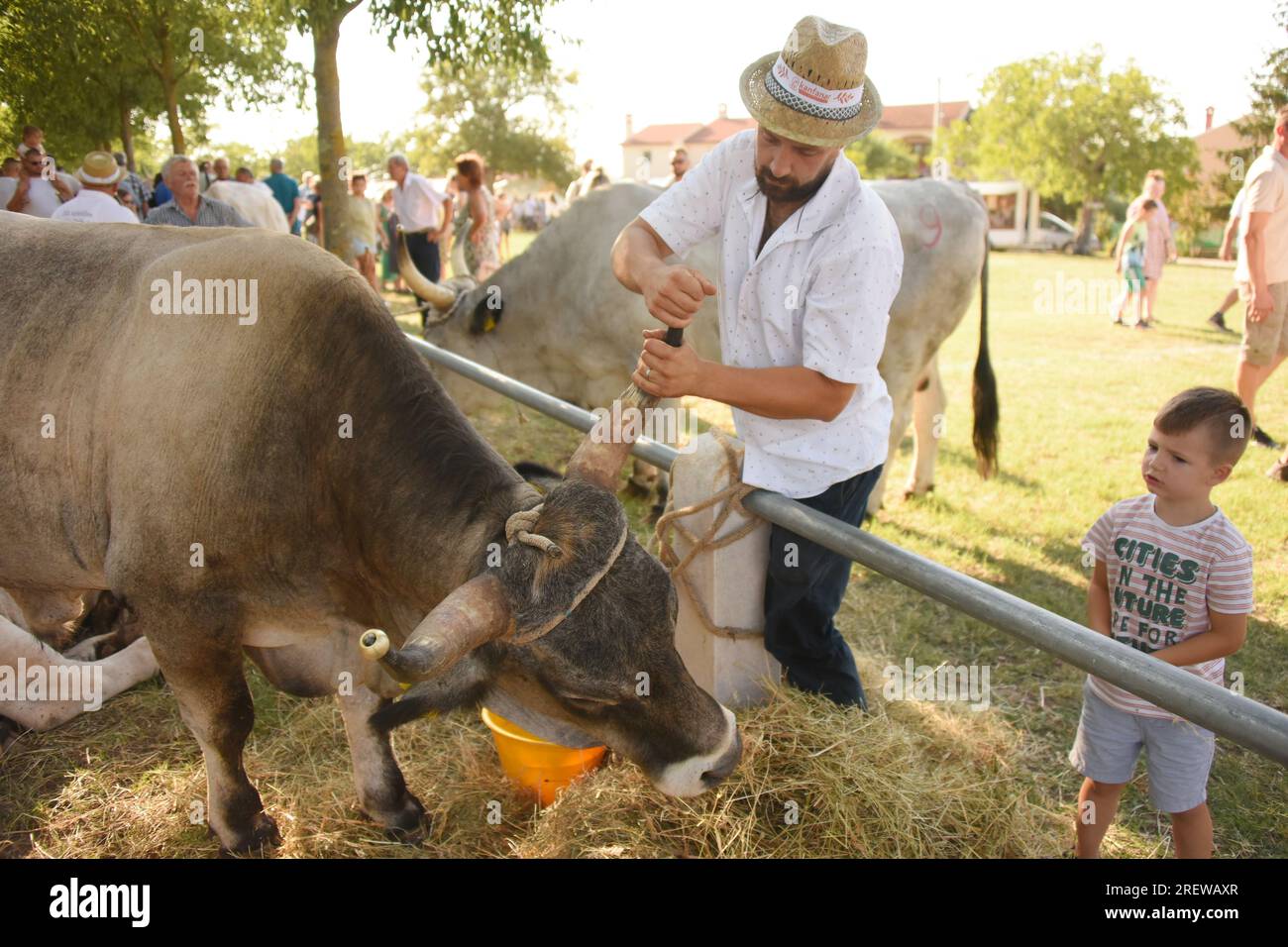 Kanfanar, Croatia. 29th July, 2023. The 33rd show of Istrian boskarin ...
