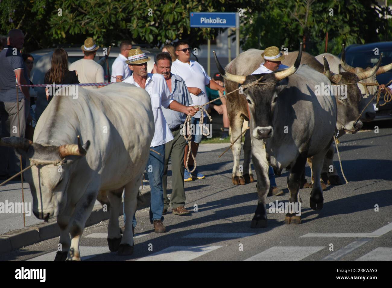 Kanfanar, Croatia. 29th July, 2023. The 33rd show of Istrian boskarin ...