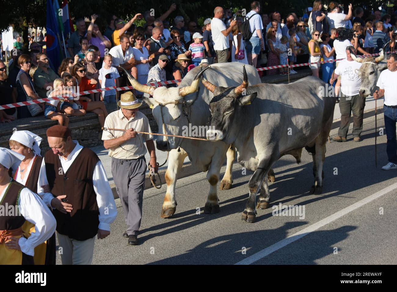 Kanfanar, Croatia. 29th July, 2023. The 33rd show of Istrian boskarin ...