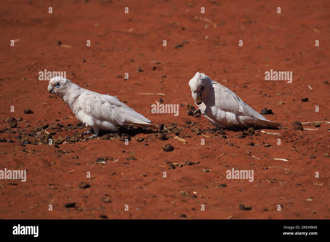 Two Little Corella Birds eating Cattle Dung Stock Photo - Alamy