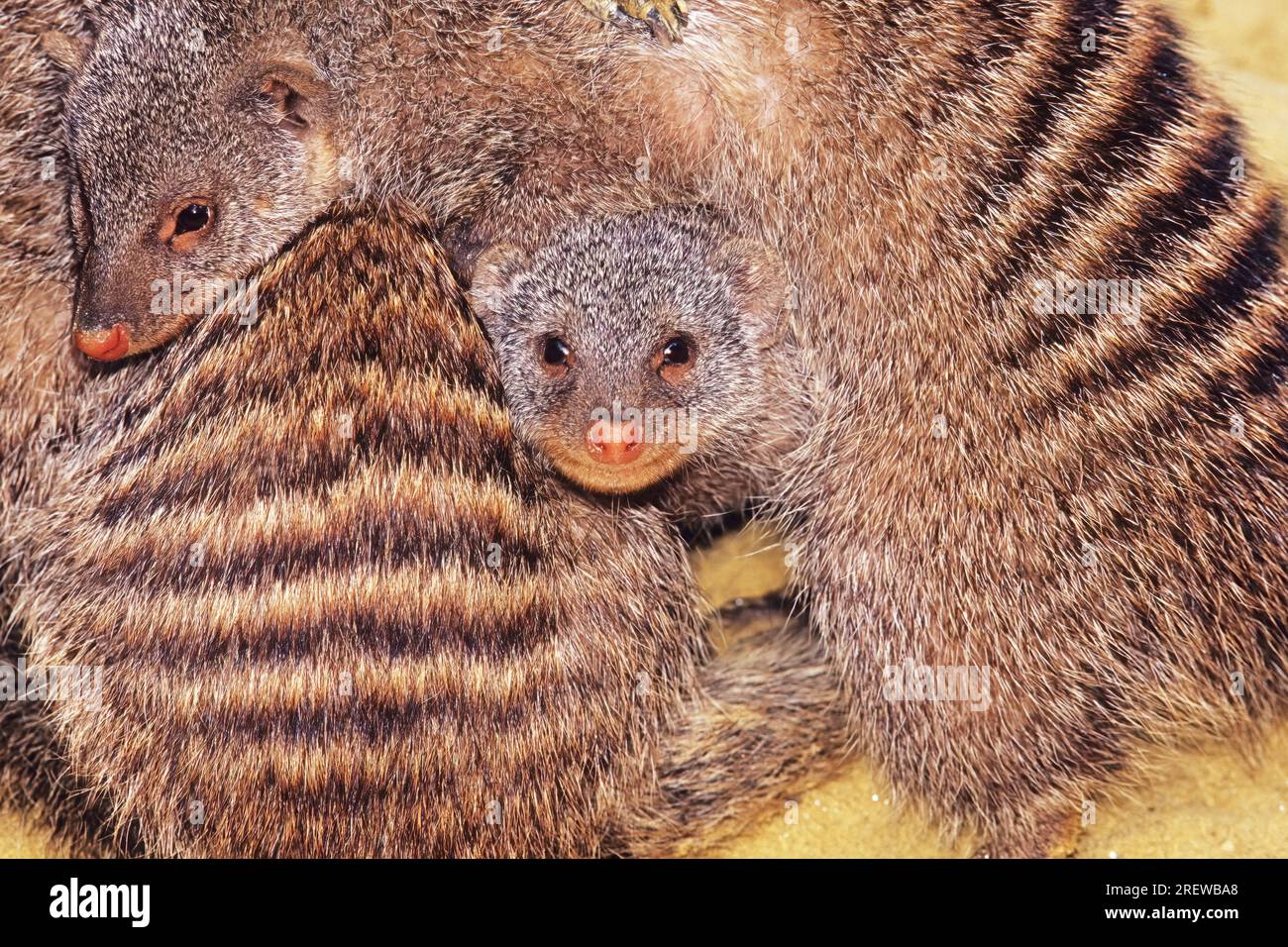 The banded mongoose (Mungos mungo) is a mongoose species native from ...