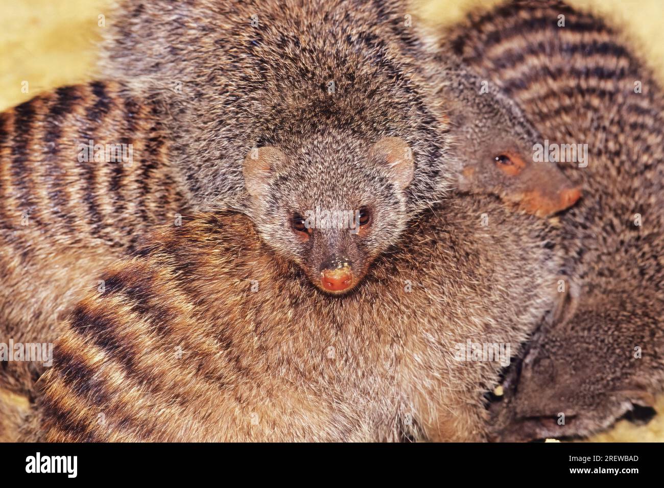 The banded mongoose (Mungos mungo) is a mongoose species native from ...