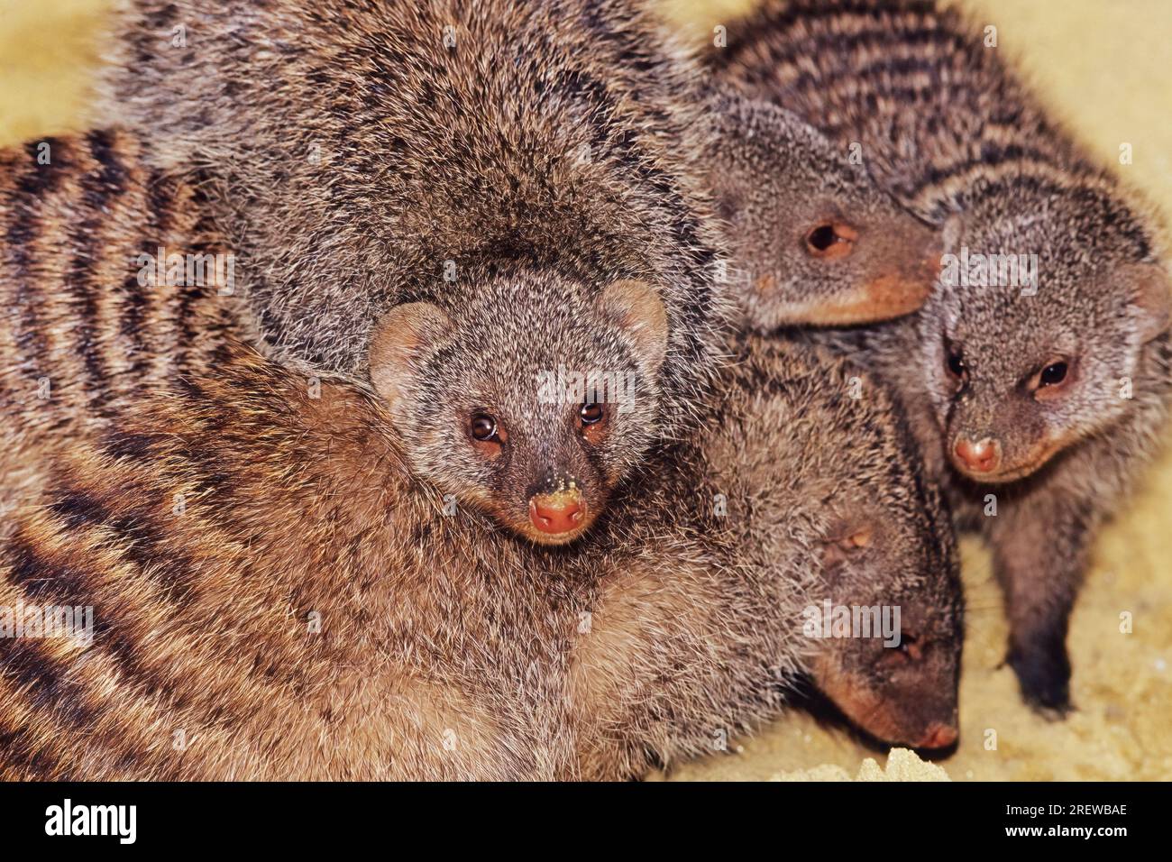 The banded mongoose (Mungos mungo) is a mongoose species native from ...