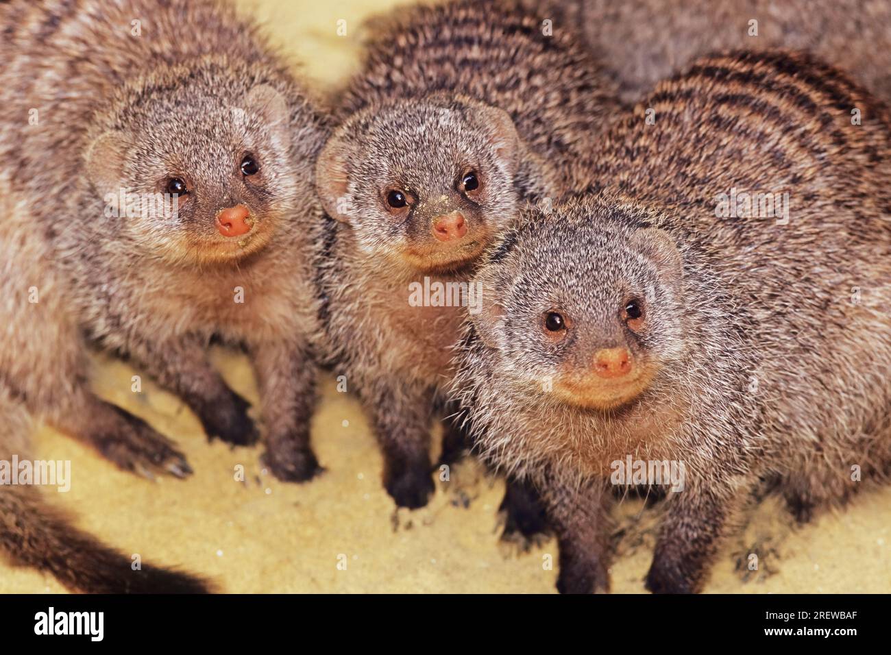 The banded mongoose (Mungos mungo) is a mongoose species native from ...