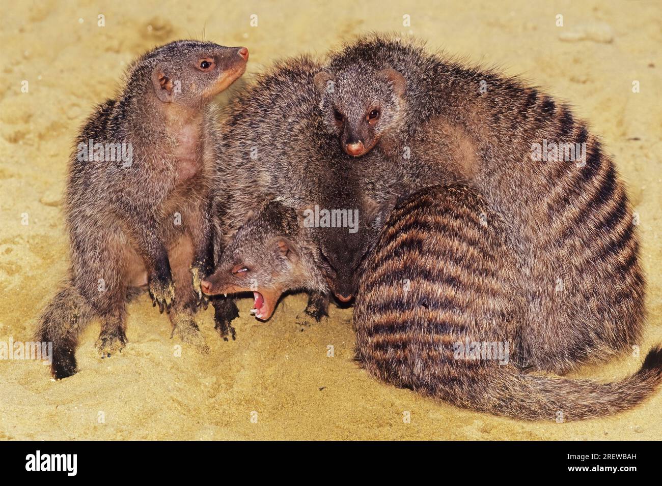 The banded mongoose (Mungos mungo) is a mongoose species native from ...
