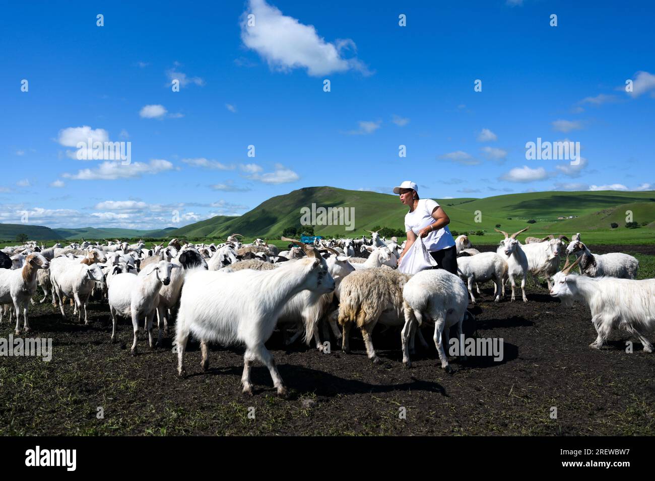 (230730) -- HINGGAN LEAGUE, July 30, 2023 (Xinhua) -- Bai Saran, wife of Uu Sodo, feeds salt to ...