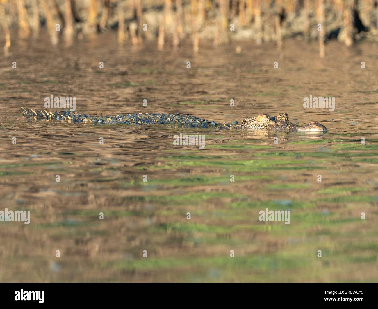 Crocodylus porosus, the saltwater crocodile in the Kimberley region of ...