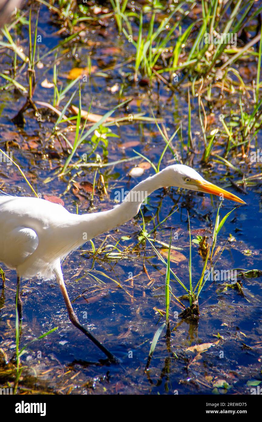 Intermediate Egret, Ardea intermedia (subspecies plumifera), Hasties ...