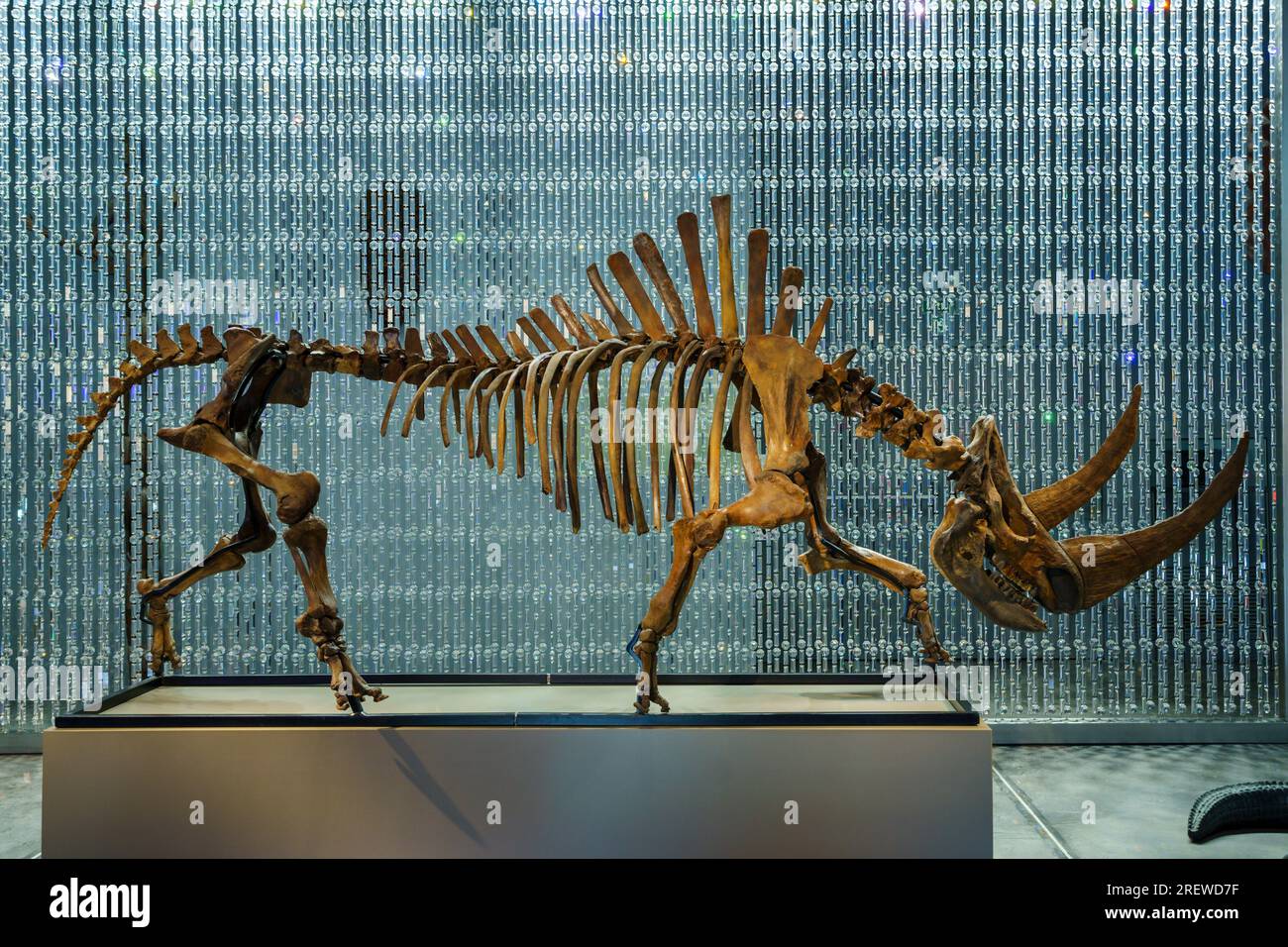 Wooly Rhinoceros Skeleton