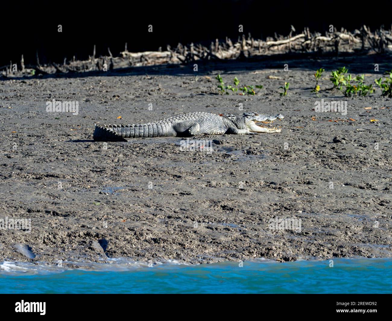 Crocodylus porosus, the saltwater crocodile in the Kimberley region of ...