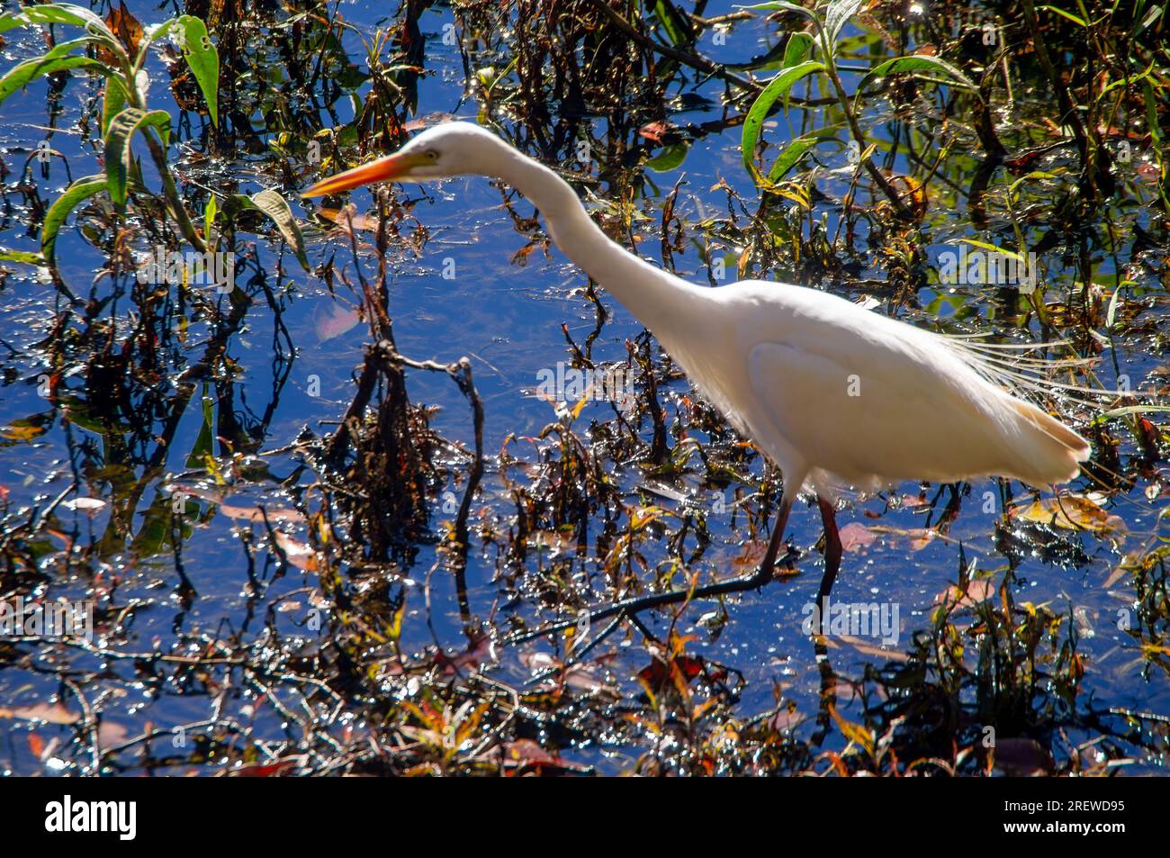 Intermediate Egret, Ardea intermedia (subspecies plumifera), Hasties ...