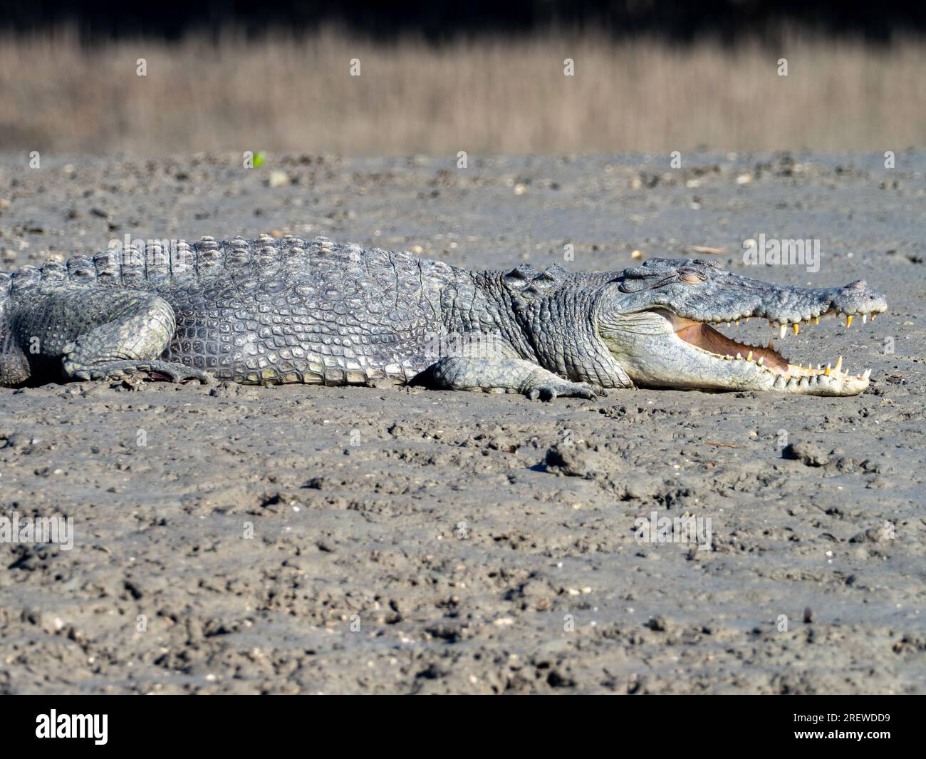 Crocodylus porosus, the saltwater crocodile in the Kimberley region of ...