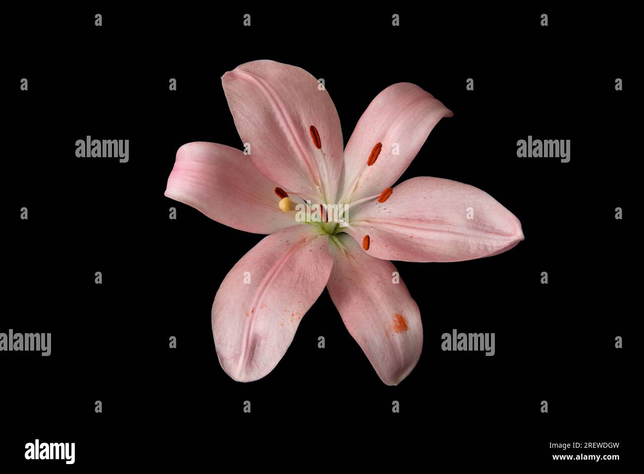Isolated lily flower head against a black background Stock Photo - Alamy