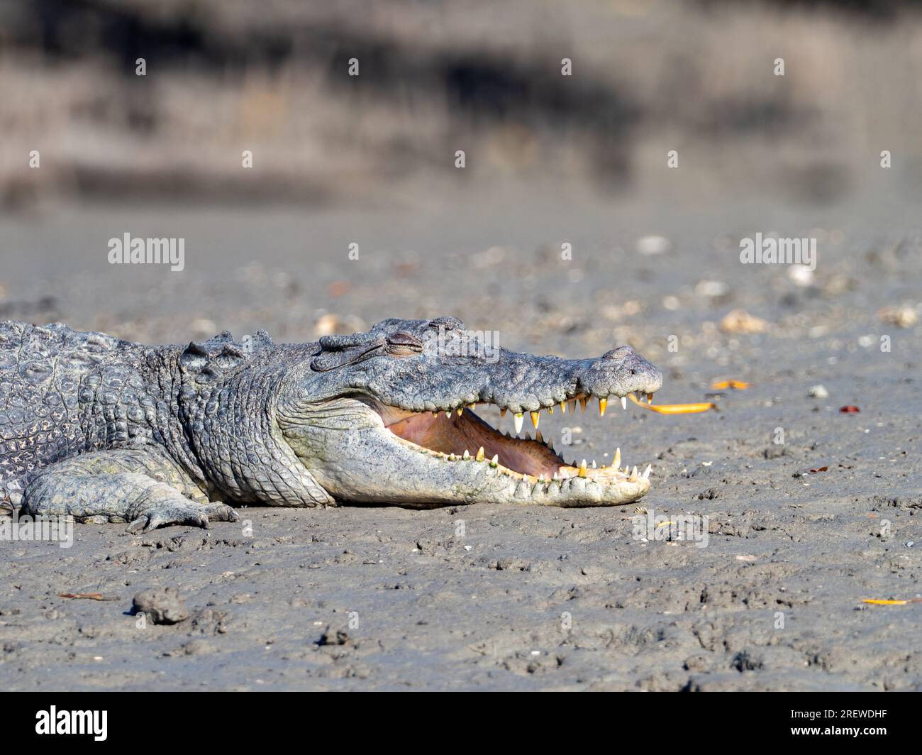 Crocodylus porosus, the saltwater crocodile in the Kimberley region of ...