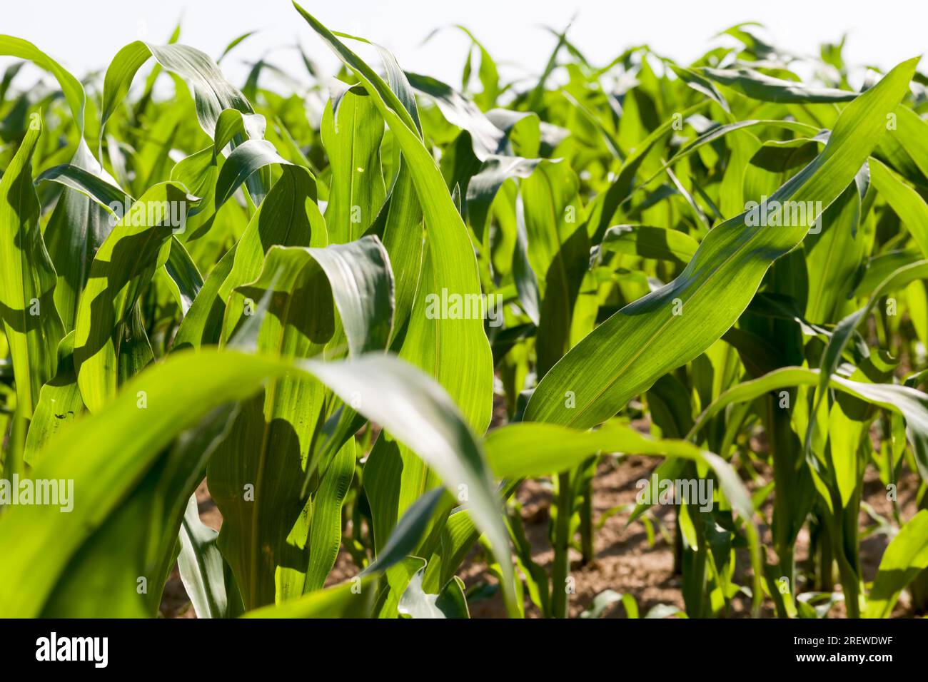 Agricultural related plant hi-res stock photography and images - Alamy