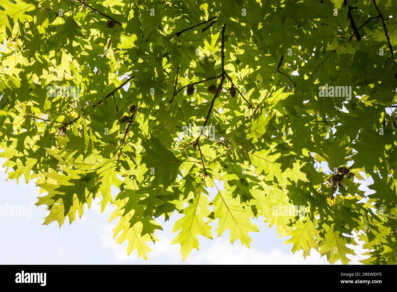 specifics of autumn nature on the example of trees and other plants ...