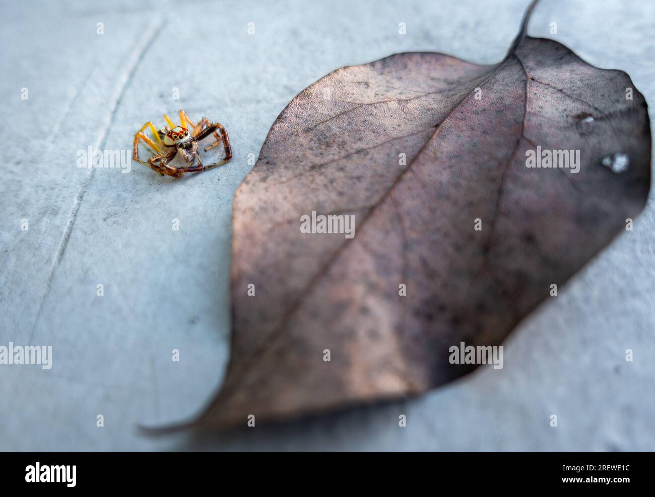 Close-up of Two-Striped Jumper, a vibrant Jumping Spider from Asian ...