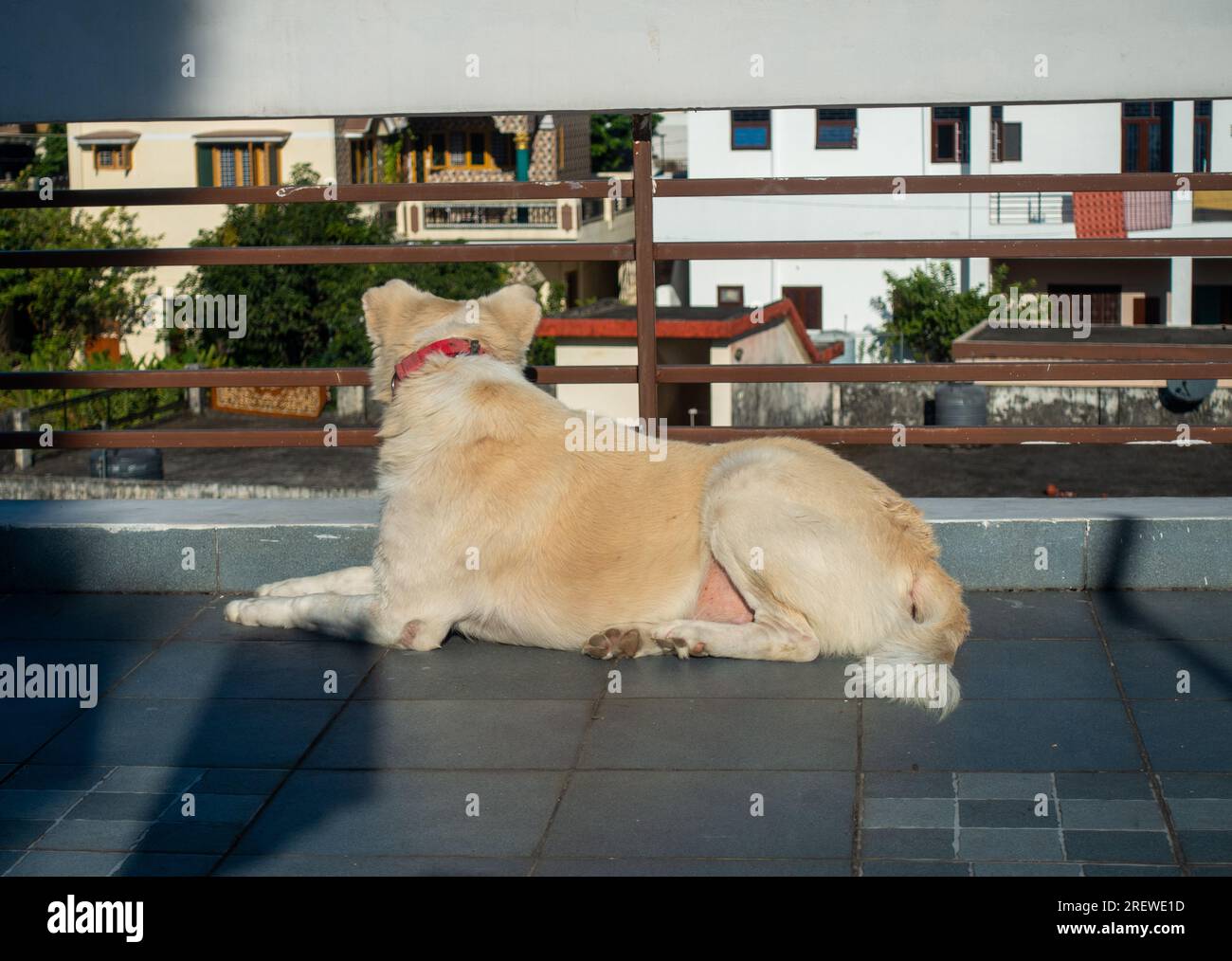 Curious Himalayan Shepherd Dog on rooftop gazes outdoors. White beauty ...